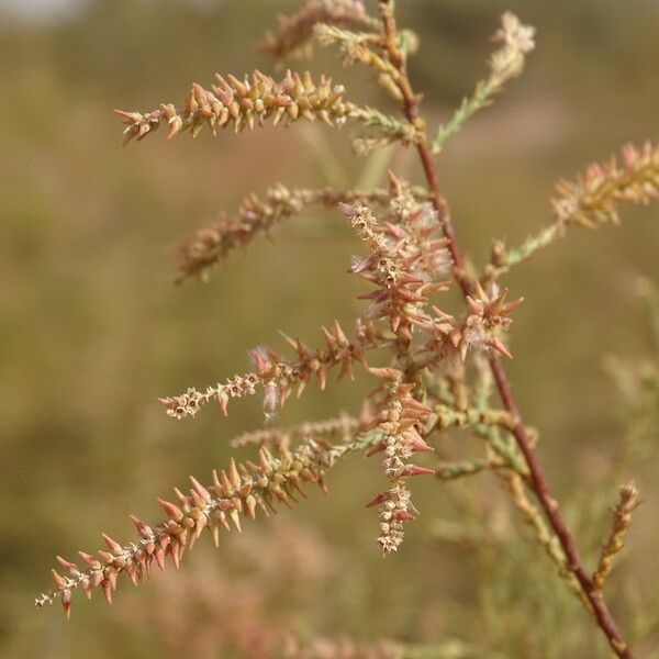 Tamarix Amplexicaulis Care Guide: Water, Soil & Propagation - Plantiary