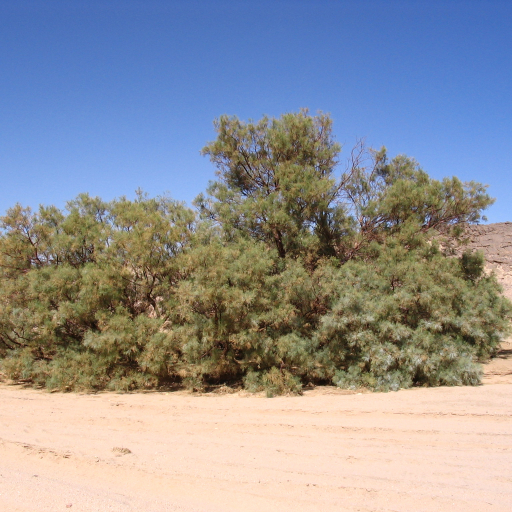 Athel Tamarisk (Tamarix Aphylla) Plant Care & How to Grow, Water
