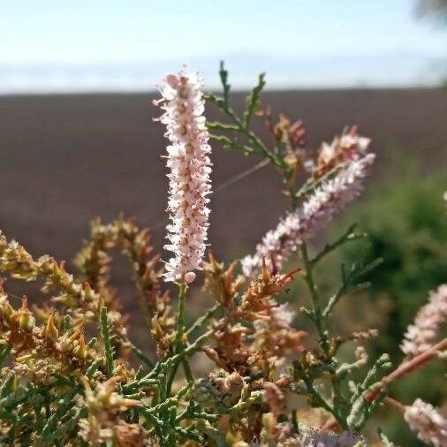 Tamarix Arceuthoides Care Guide: Water, Soil & Propagation - Plantiary