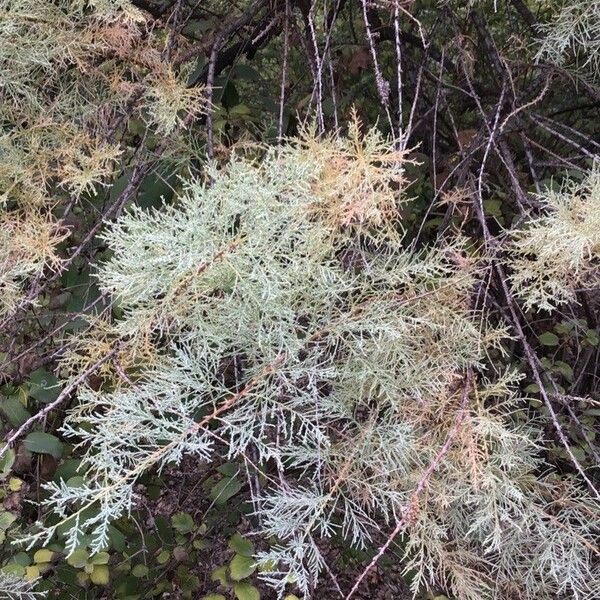 Tamarix Boveana Care Guide: Water, Soil & Propagation - Plantiary