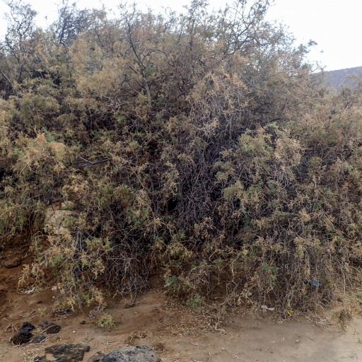 Canary Islands Tamarisk (Tamarix Canariensis) Plant Care & How to Grow ...