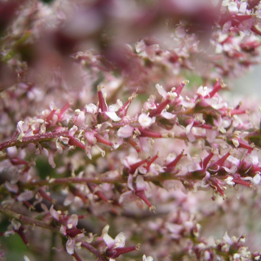 Tamarisk (Tamarix Gallica) Plant Care & How to Grow, Water
