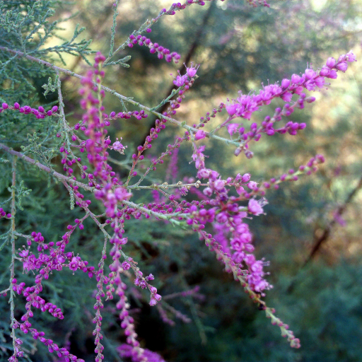 Smallflower Tamarisk (Tamarix Parviflora) Plant Care & How to Grow, Water