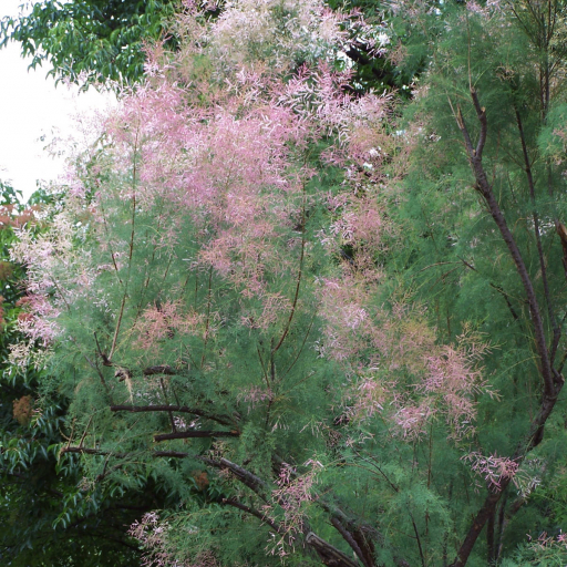 Tamarisk (Tamarix Ramosissima) Plant Care & How to Grow, Water