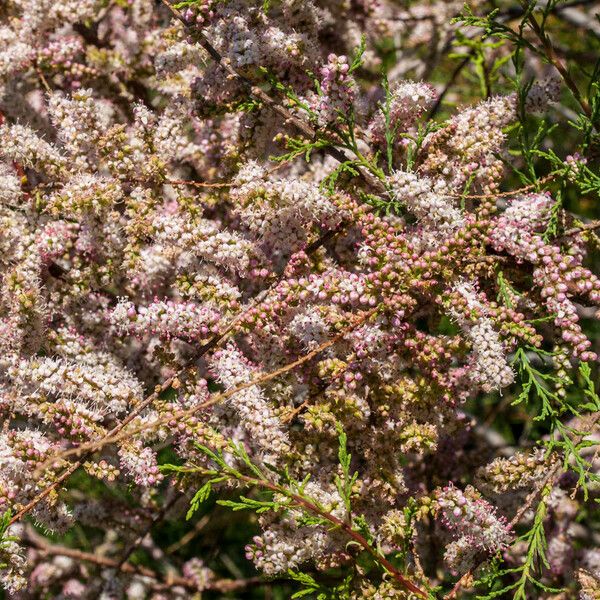 Four-Stamen Tamarisk (Tamarix Tetragyna) Care Guide: Water, Soil ...