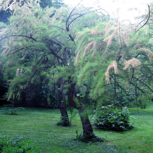 Four-stamen Tamarisk (Tamarix Tetrandra) Plant Care & How to Grow, Water