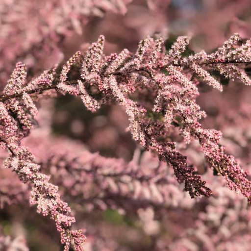 Tamarix Plant Care & How to Grow, Water