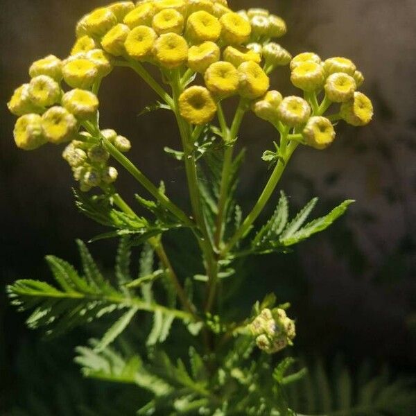 Annual Tansy (Tanacetum Annuum) Plant Care & How to Grow, Water
