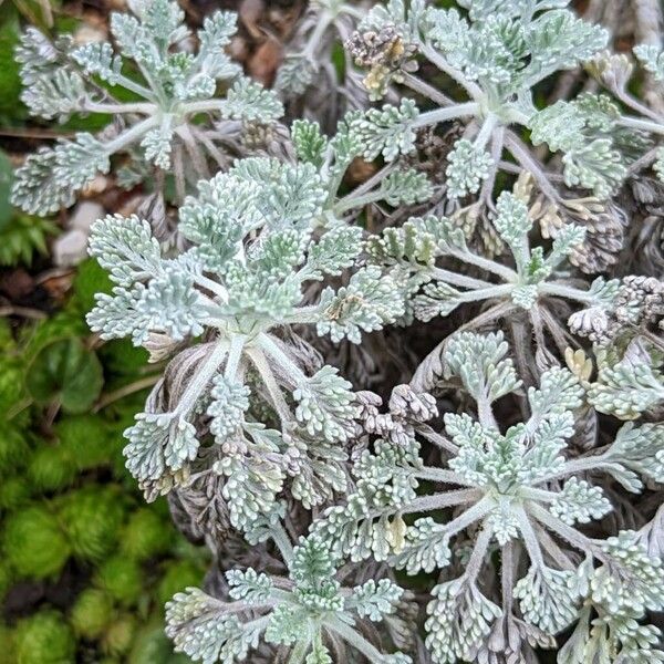 Tanacetum Argenteum Plant Care & How to Grow, Water