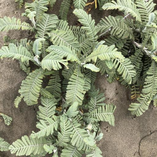 Lake Huron Tansy (Tanacetum Bipinnatum) Plant Care & How to Grow, Water