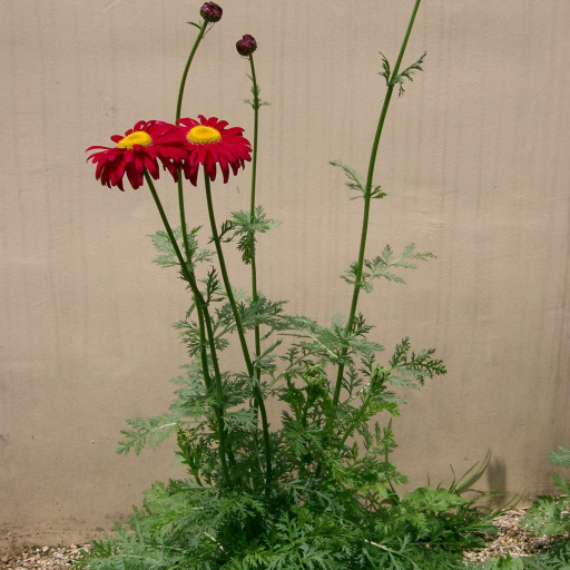 Persian Daisy (Tanacetum Coccineum) Care Guide: Water, Soil ...