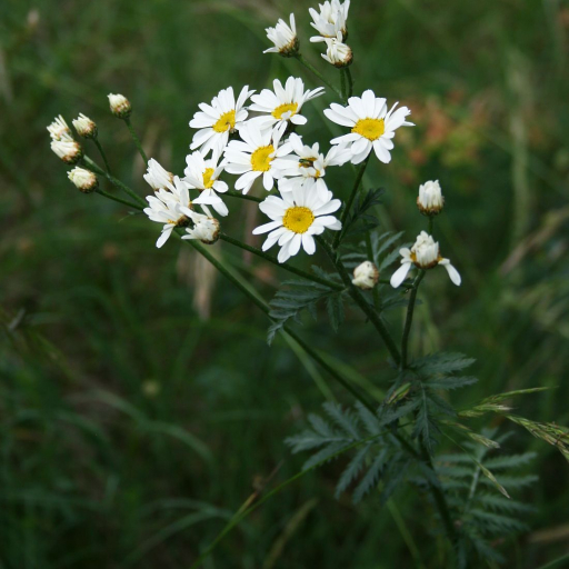 Corymb-Flower Tansy (Tanacetum Corymbosum) Plant Care & How to Grow, Water