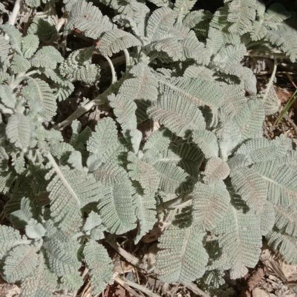 Silver Tansy (Tanacetum Haradjanii) Plant Care & How to Grow, Water