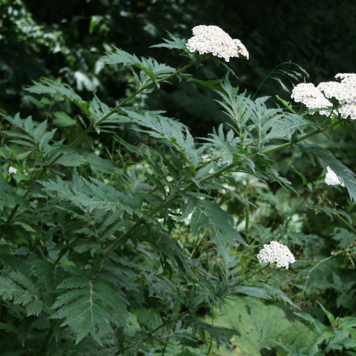 Rayed Tansy (Tanacetum Macrophyllum) Plant Care & How to Grow, Water