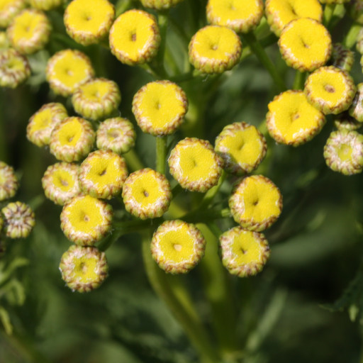 Common Tansy (Tanacetum Vulgare) Plant Care & How to Grow, Water