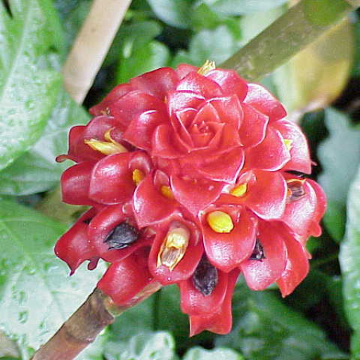 Back-Scratcher-Ginger (Tapeinochilos Ananassae) Plant Care & How to ...