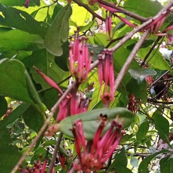 Tapinanthus Bangwensis Plant Care & How to Grow, Water