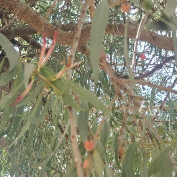 Tapinanthus Cordifolius Plant Care & How to Grow, Water