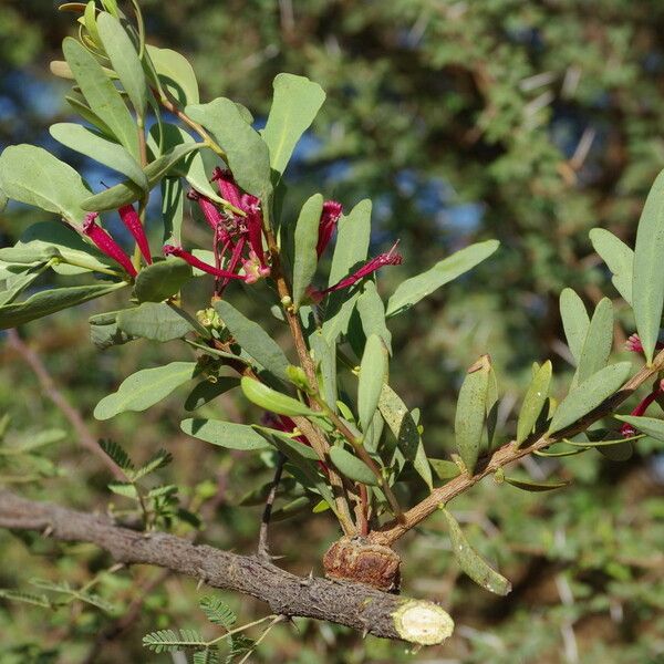 Tapinanthus Globiferus Plant Care & How to Grow, Water