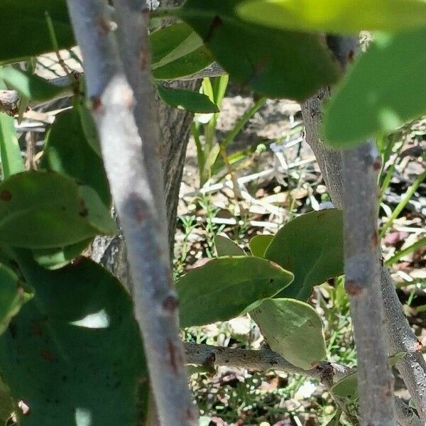 Tapinanthus Oleifolius Plant Care & How to Grow, Water