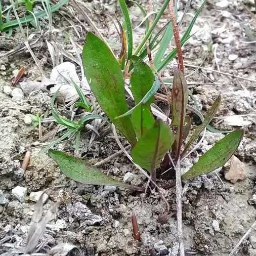 Taraxacum Bavaricum Plant Care & How to Grow, Water