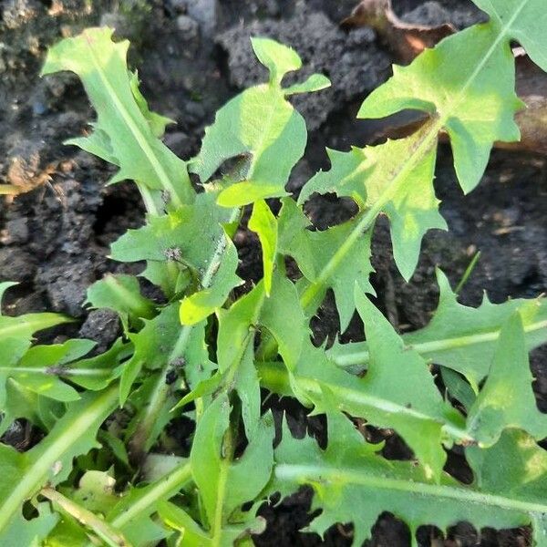 Cut-leaved Dandelion (Taraxacum Dissectum) Plant Care & How to Grow, Water