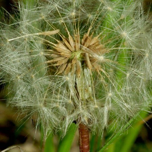 Twisted-Lobed Dandelion (Taraxacum Tortilobum) Care Guide: Water, Soil ...