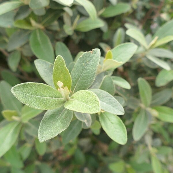 Coastal Camphorbush (Tarchonanthus Littoralis) Care Guide: Water, Soil ...