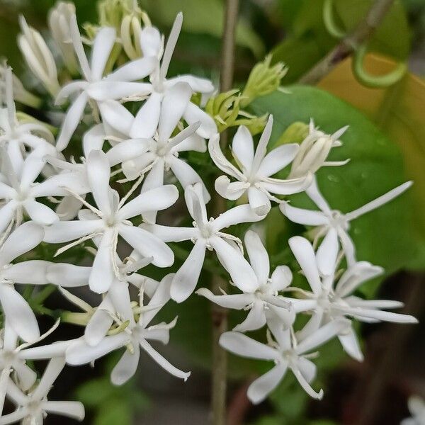 Tarenna Gracilipes Plant Care & How to Grow, Water