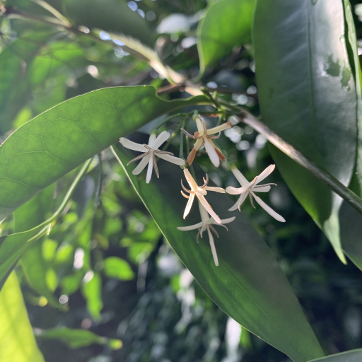 Tarenna Sechellensis Plant Care & How to Grow, Water