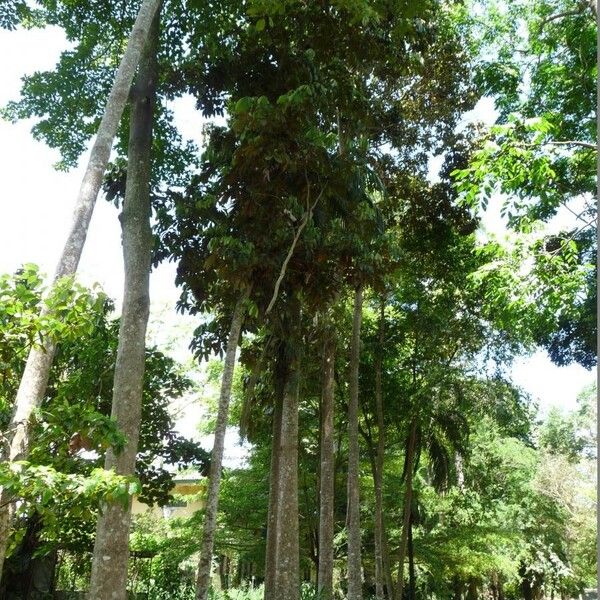 Tarrietia Utilis Plant Care & How to Grow, Water