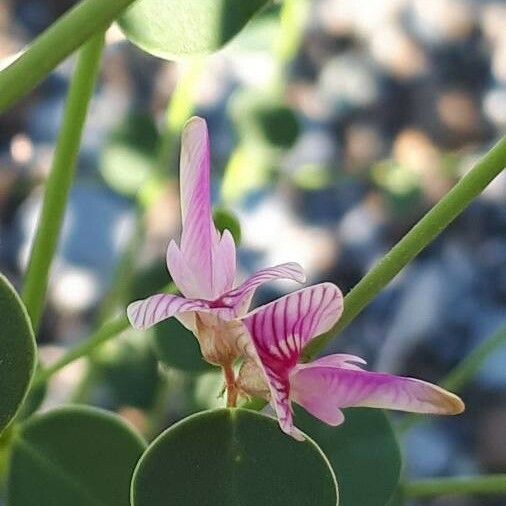 Taverniera Cuneifolia Care Guide: Water, Soil & Propagation - Plantiary