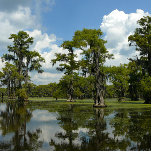 Bald Cypress (Taxodium Distichum) Plant Care & How to Grow, Water