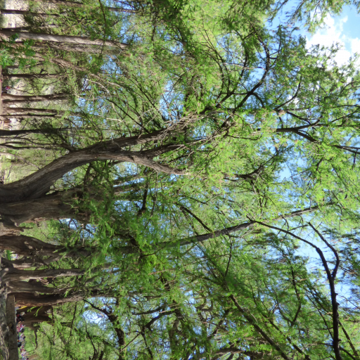 Taxodium Mucronatum Plant Care & How to Grow, Water