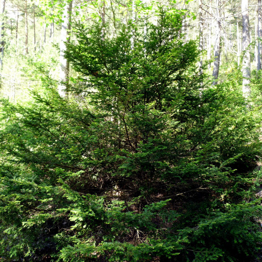 English Yew (Taxus Baccata) Plant Care & How to Grow, Water