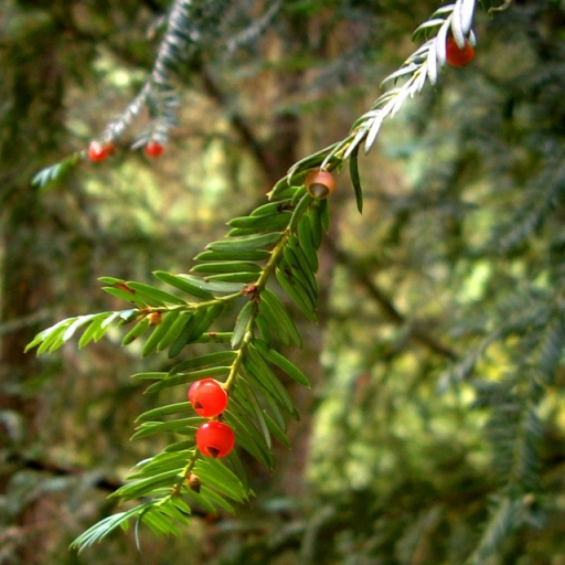 Pacific Yew (Taxus Brevifolia) Plant Care & How to Grow, Water