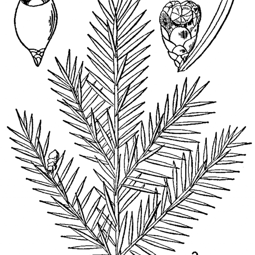 Canadian Yew (Taxus Canadensis) Plant Care & How to Grow, Water