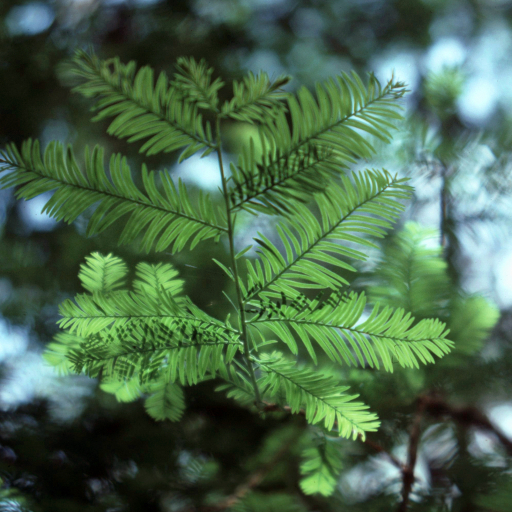 Florida Yew (Taxus Floridana) Plant Care & How to Grow, Water