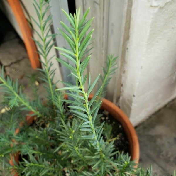 Mexican Yew (Taxus Globosa) Care Guide: Water, Soil & Propagation ...