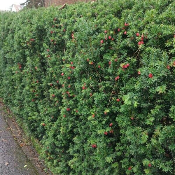 Anglo-Japanese Yew (Taxus × Media) Care Guide: Water, Soil ...