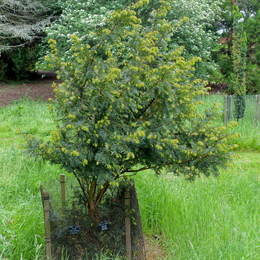 Chinese Yew (Taxus Wallichiana) Plant Care & How to Grow, Water