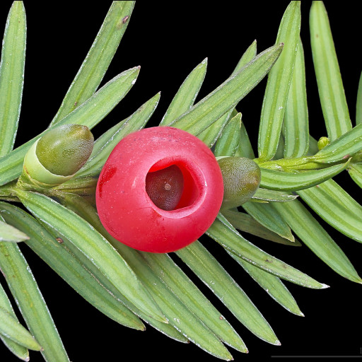 Yews (Taxus) Plant Care & How to Grow, Water