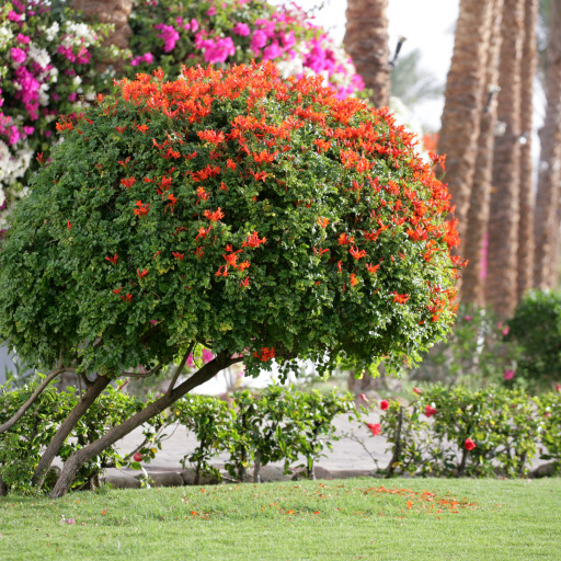 Cape Honeysuckle (Tecoma Capensis) Plant Care & How to Grow, Water