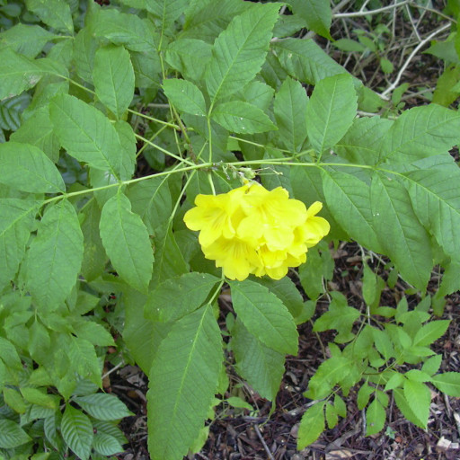 Yellow Trumpetbush (Tecoma Stans) Plant Care & How to Grow, Water