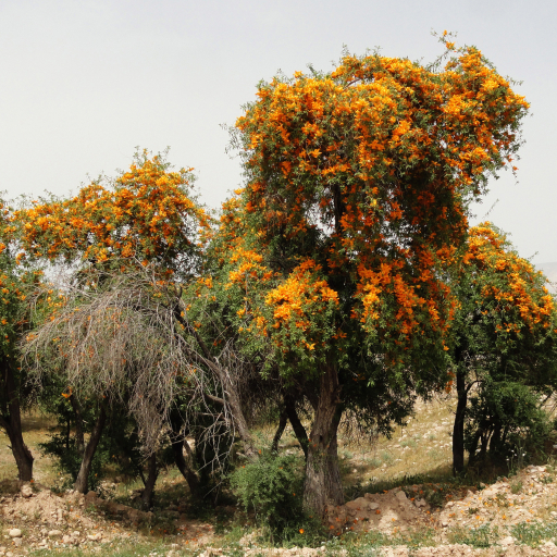 Rohida-Tree (Tecomella Undulata) Plant Care & How to Grow, Water