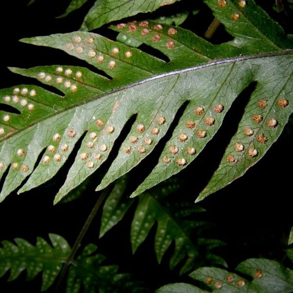Tectaria Acutiloba Care Guide: Water, Soil & Propagation - Plantiary
