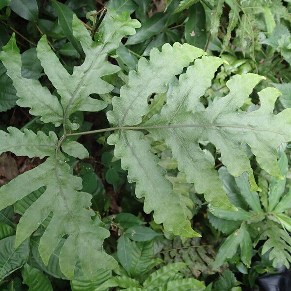 Tectaria Angelicifolia Plant Care & How to Grow, Water