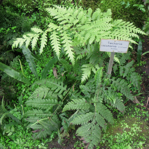 Button Fern (Tectaria Cicutaria) Plant Care & How to Grow, Water