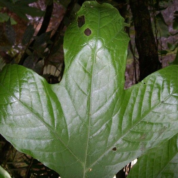 Tectaria Draconoptera Plant Care & How to Grow, Water