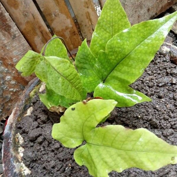 Broad Halberd Fern (Tectaria Heracleifolia) Plant Care & How to Grow, Water